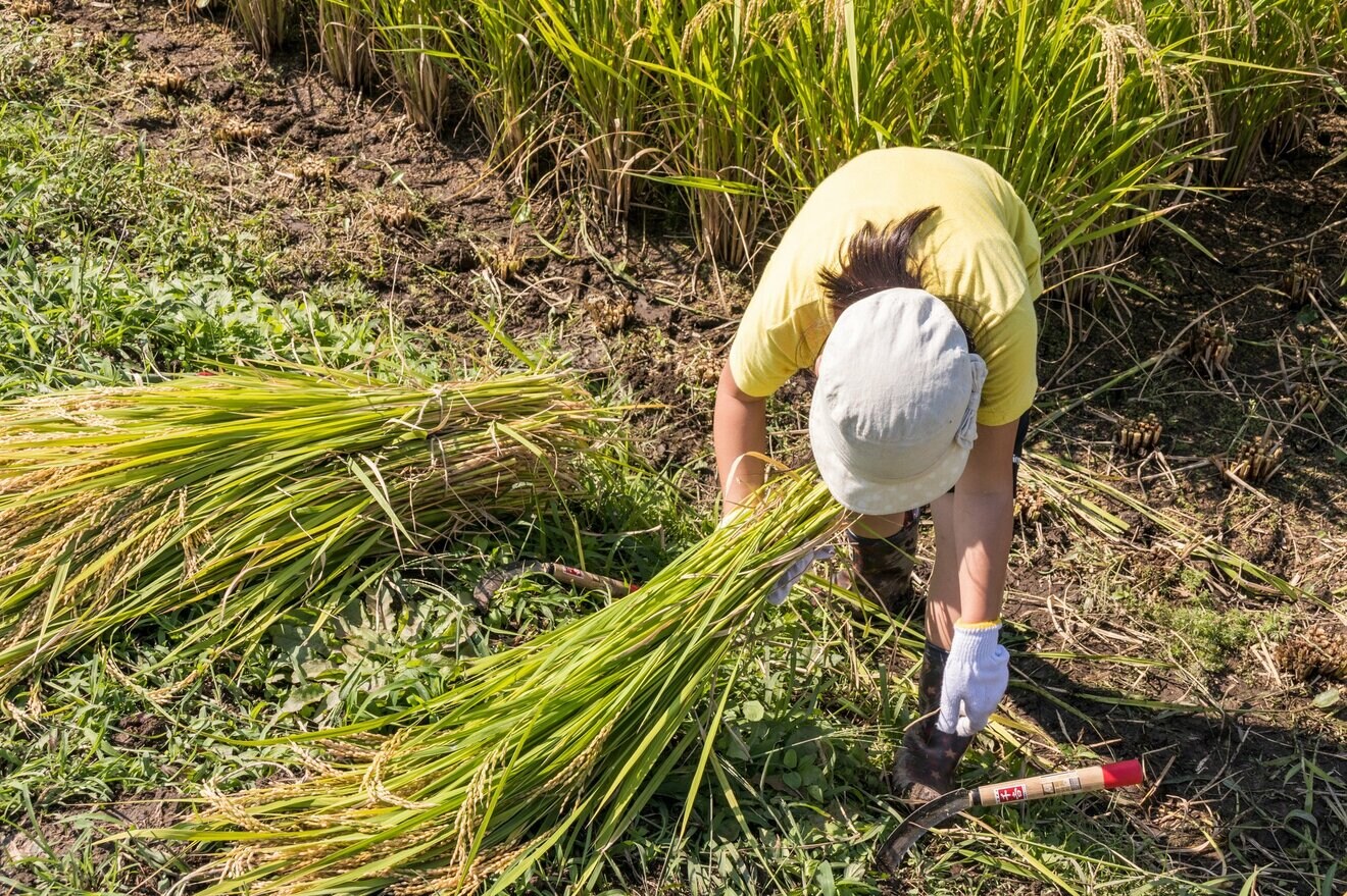 「子なし」の選択が気に入らなかった義母の悪態をやめさせた“誰にでも起こりうる”事件(3/3) | Finasee（フィナシー）