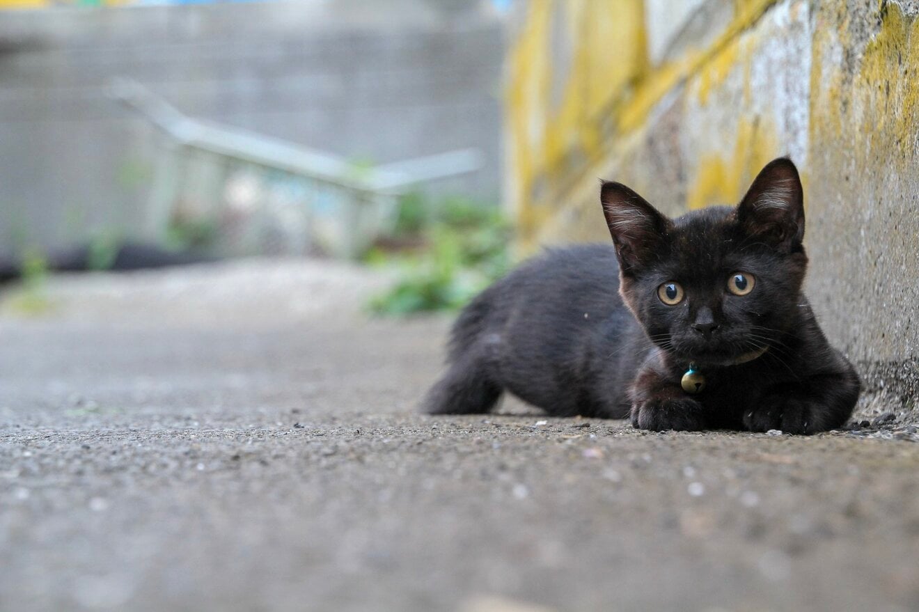 職場のイジメと敗れた夢… 絶望したアラフォー女性を救った「小さな声」の正体(1/3) | Finasee（フィナシー）